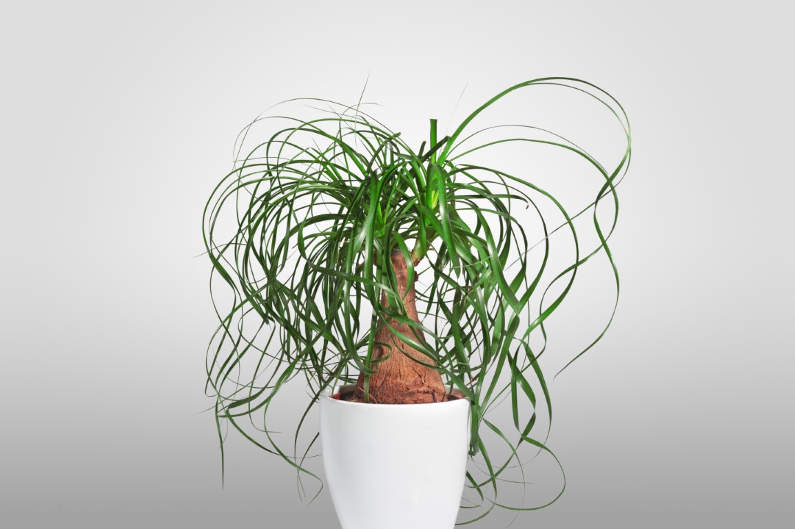 Top 10 des meilleures plantes exotiques d'intérieur • My Little Bazar