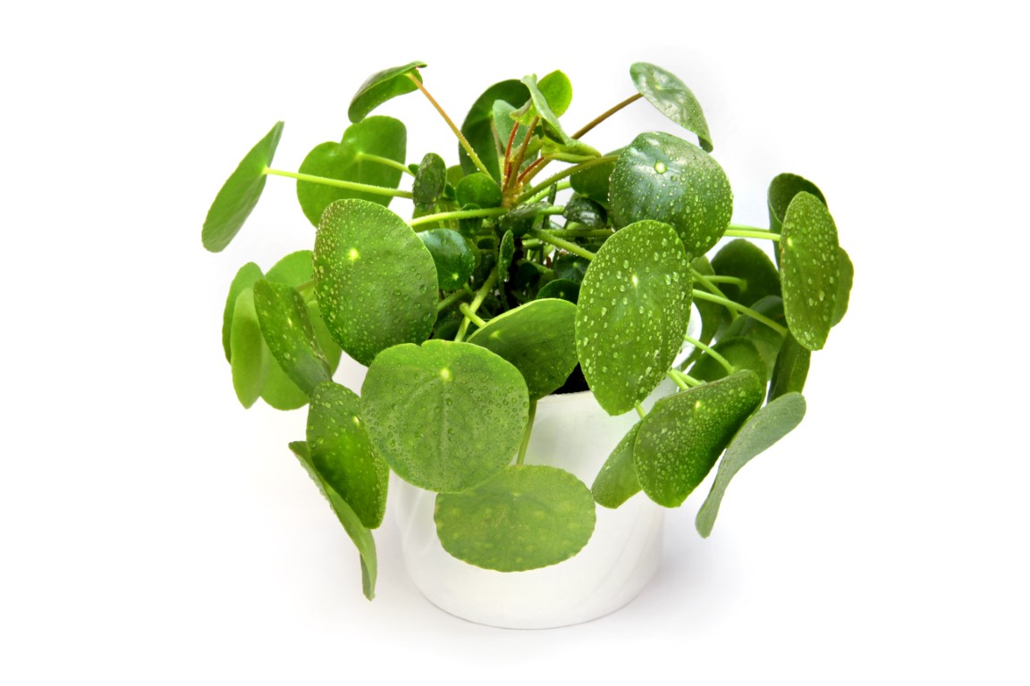 Top 10 des meilleures plantes exotiques d'intérieur • My Little Bazar